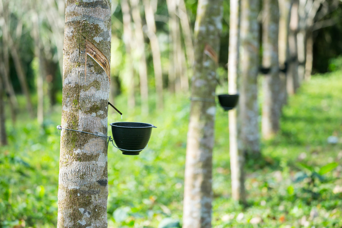 Rubber Trees: How Your Latex Mattress Is Made - Natural Sustainable